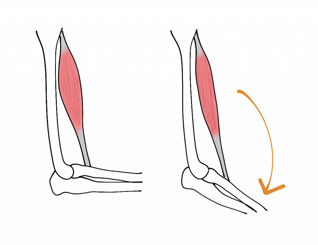 Konzentrisch, exzentrisch, isometrisch - co-physio